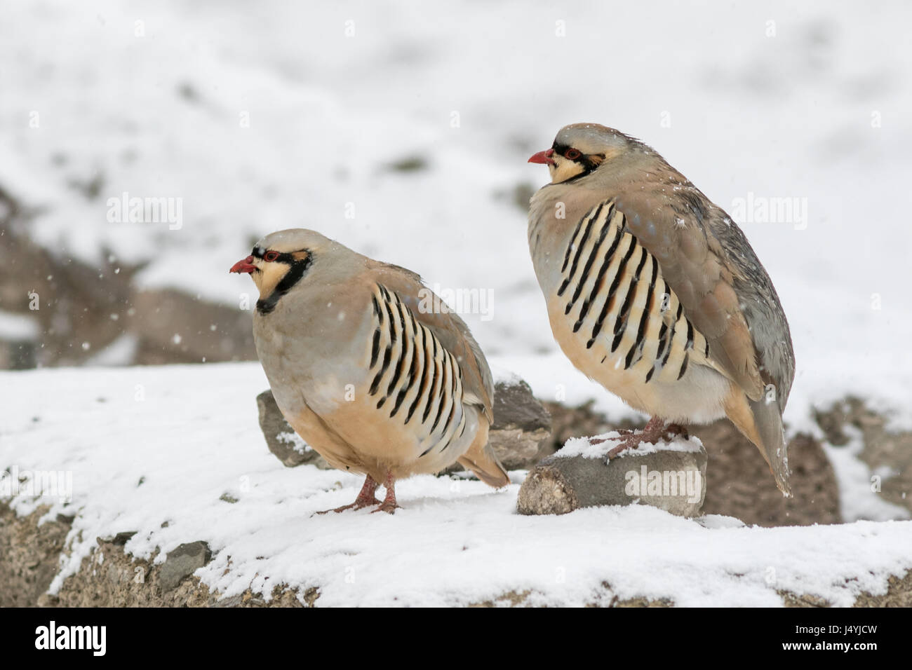 The chukar partridge (Alectoris chukar) in snow at Hemis National Park ...