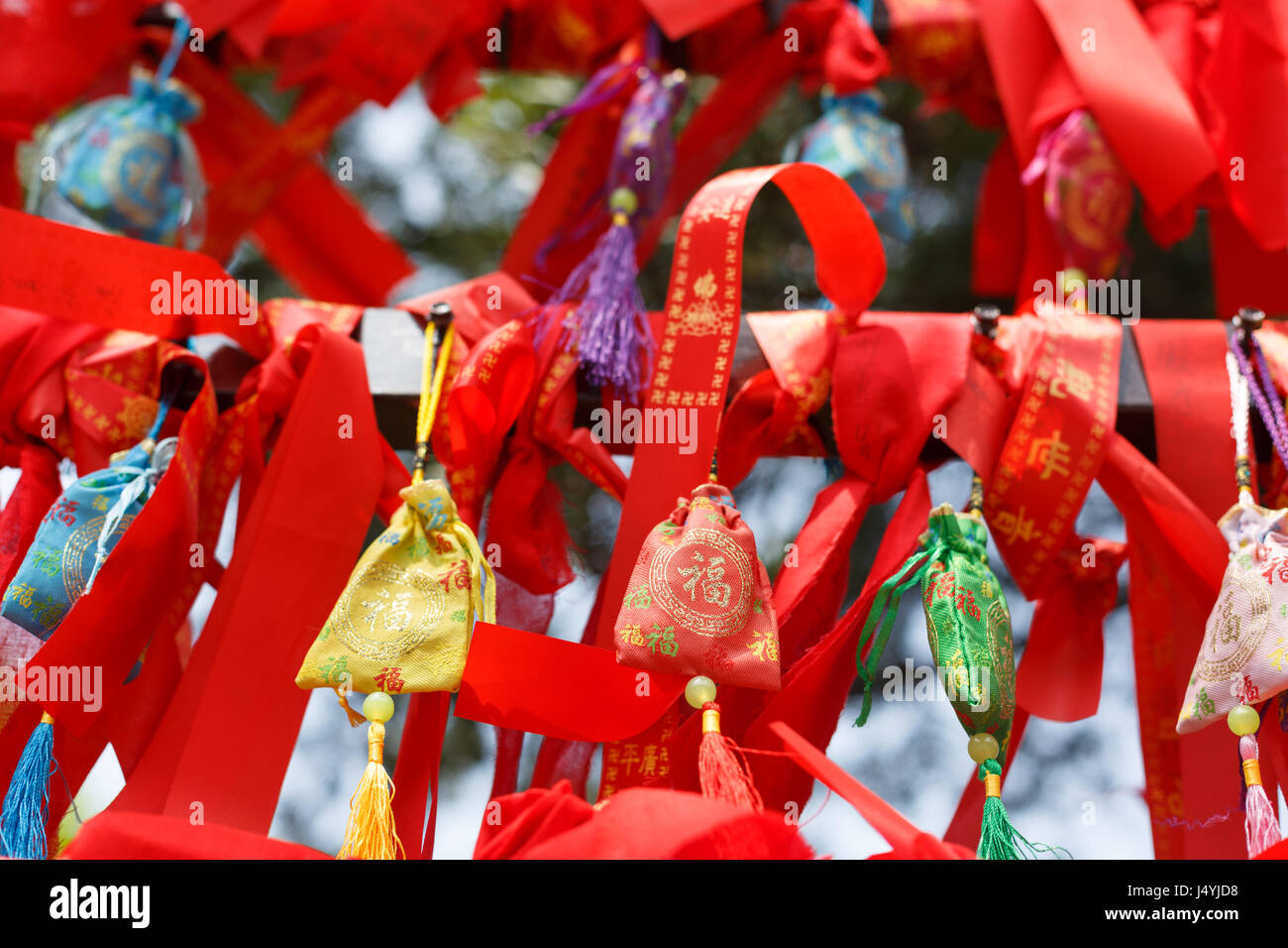 Sun from french phoenix tree hi-res stock photography and images - Alamy