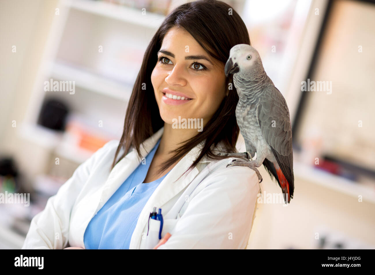 African grey parrot vet hi-res stock photography and images - Alamy