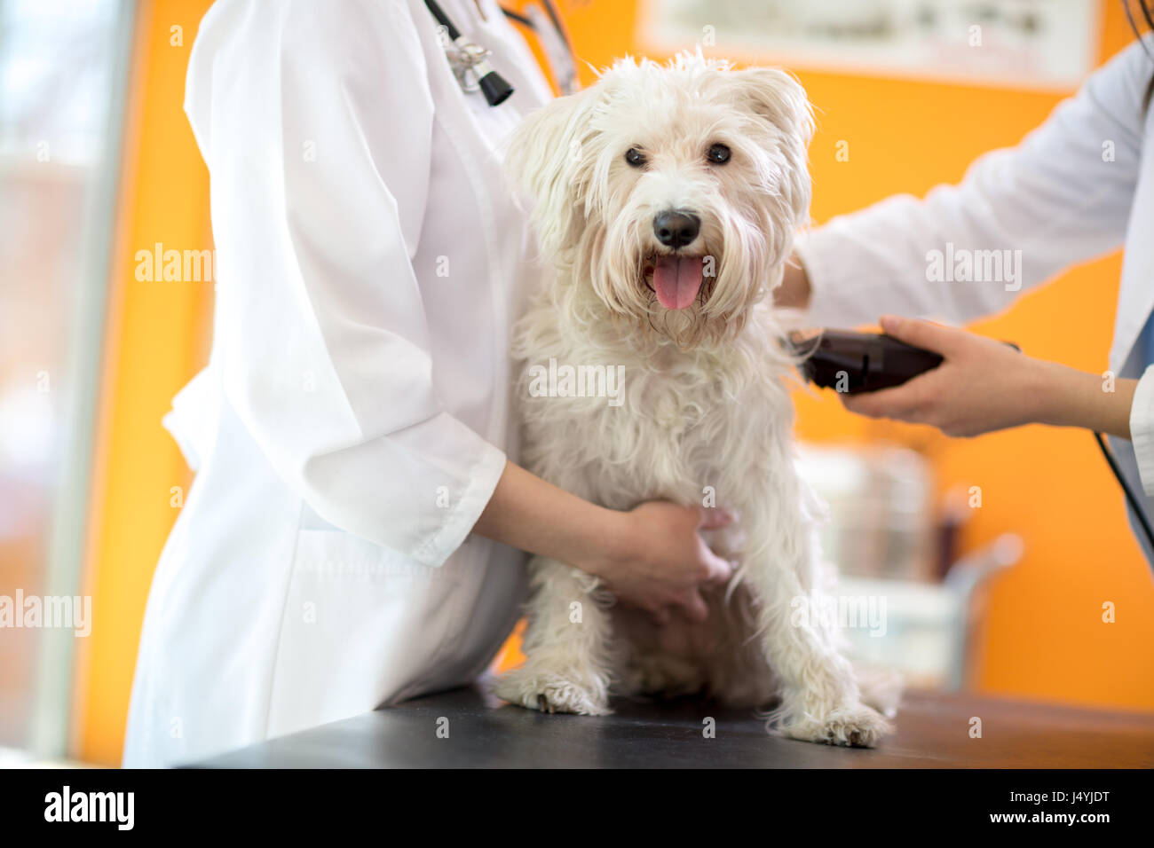 Veterinarians shaving part of skin of Maltese dog before treatment in ...