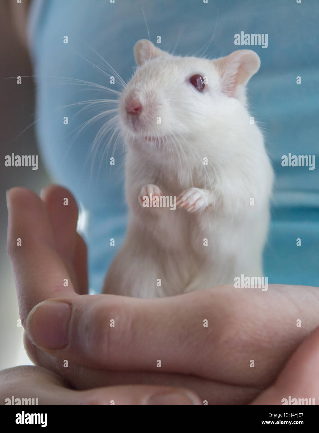 Gerbil in child's hand Stock Photo - Alamy
