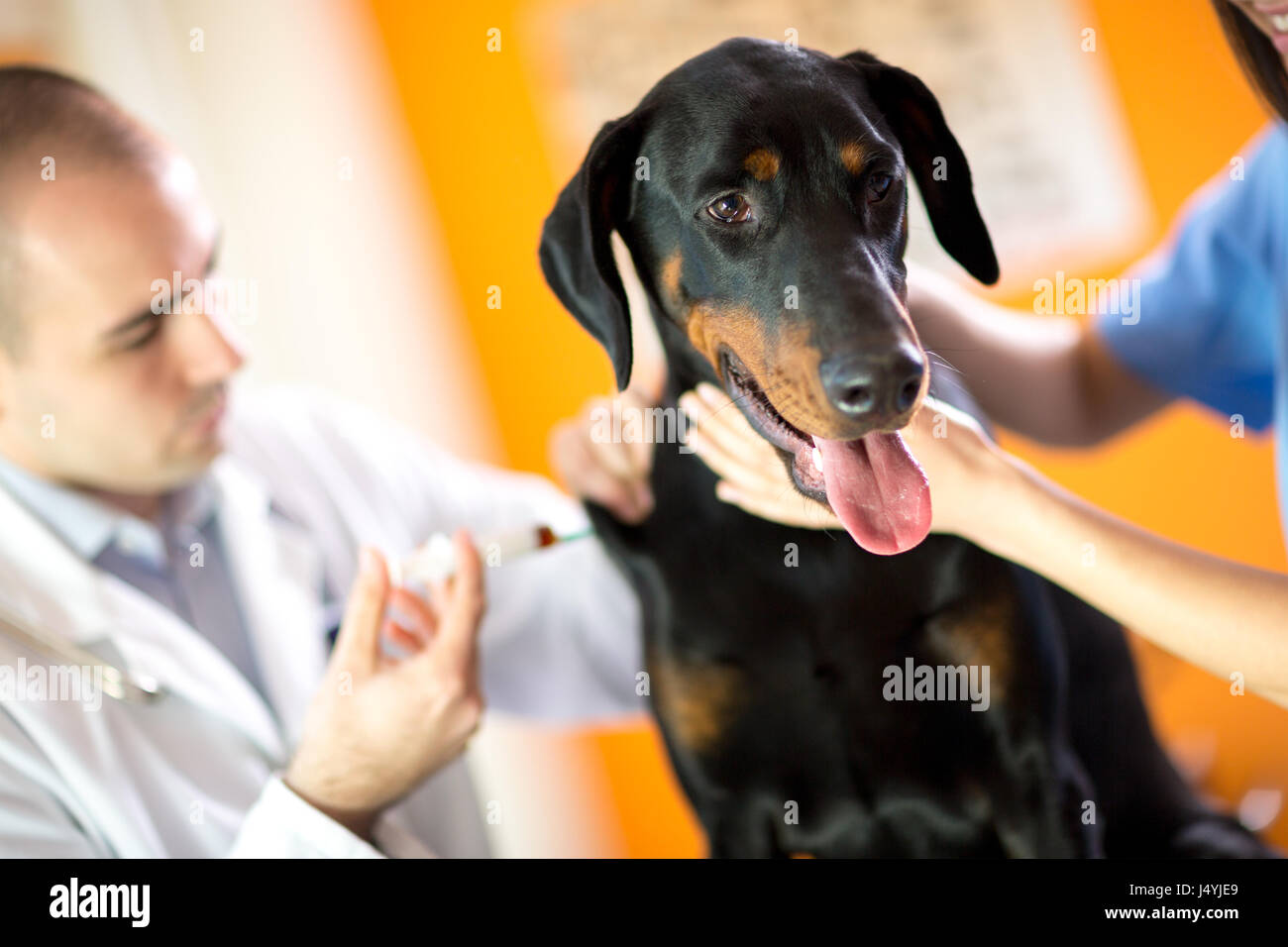 Vet injection hi-res stock photography and images - Alamy