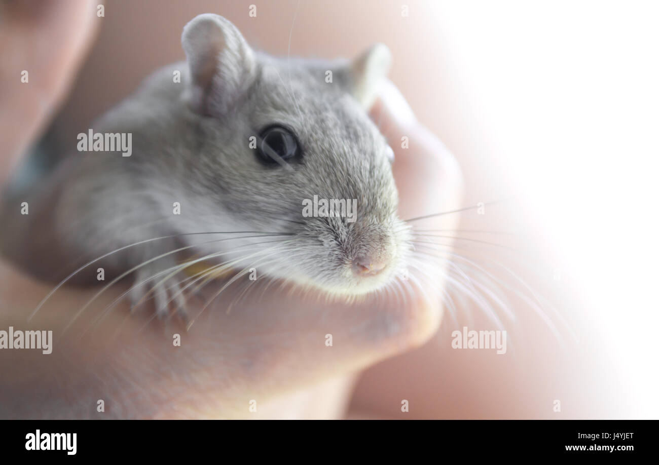 Gerbil in child's hand Stock Photo - Alamy