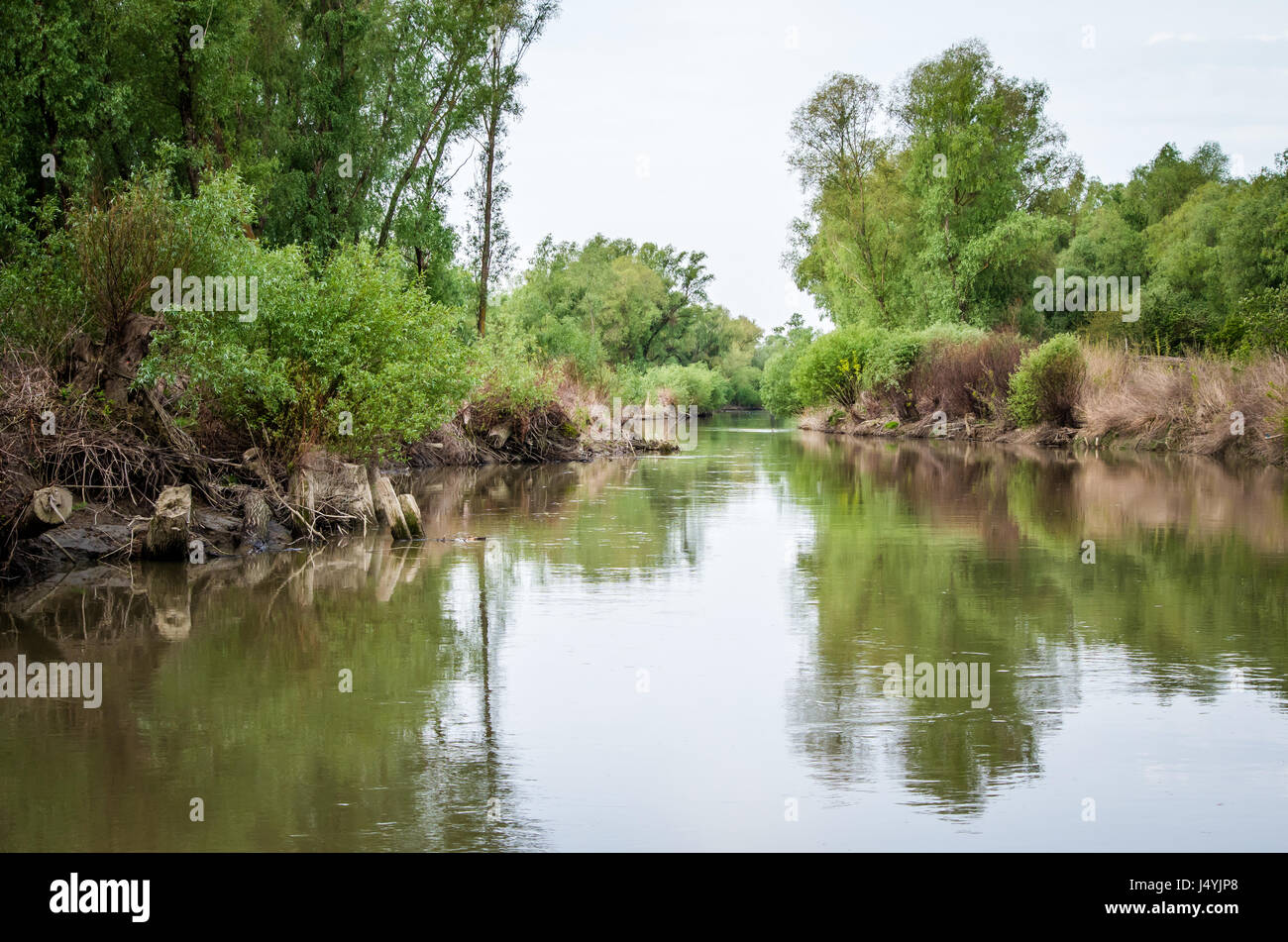 Canal with trees and vegetation reflected in the water. Specific ...