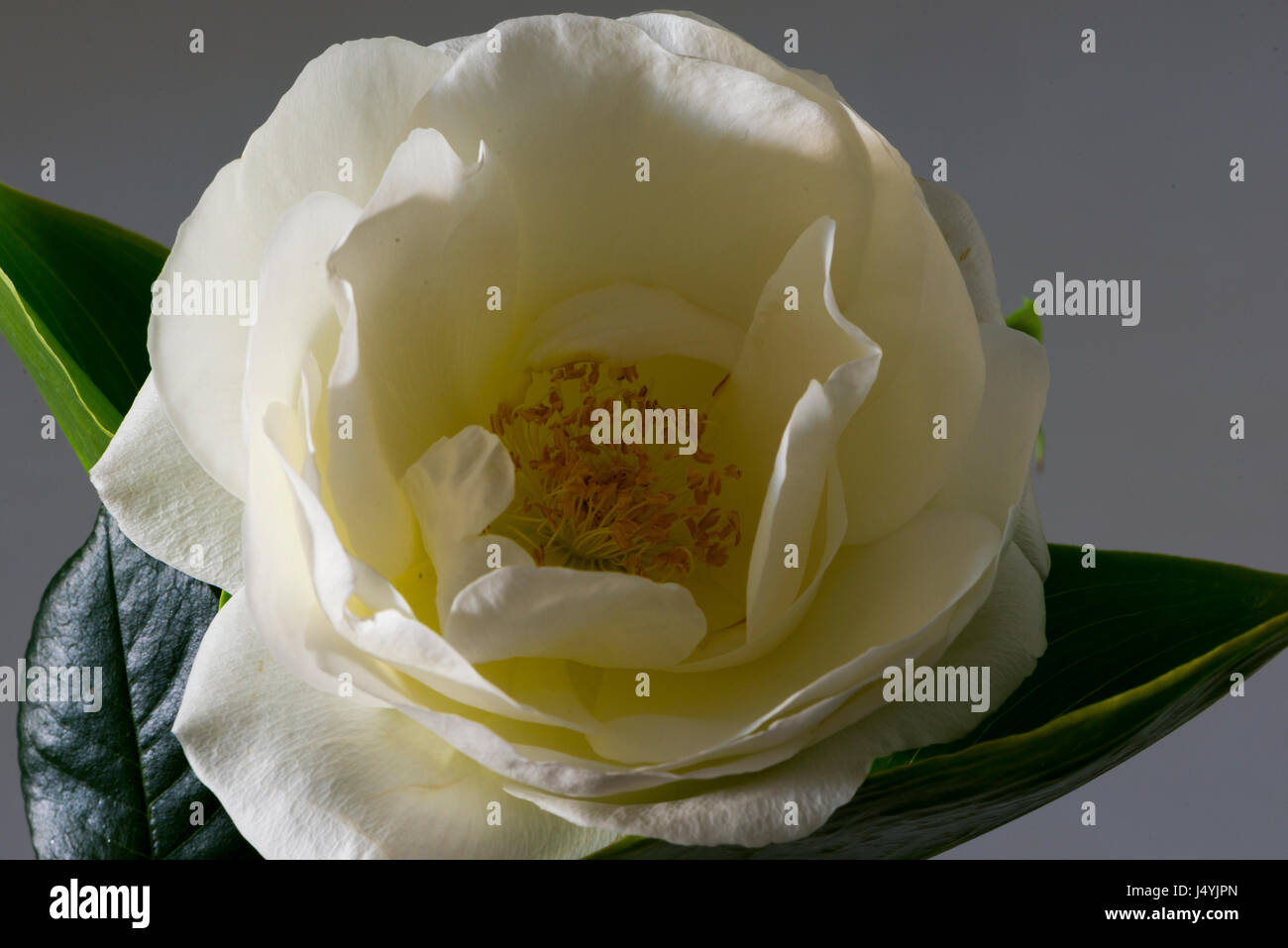 Photograph of flowers of a white color Stock Photo - Alamy