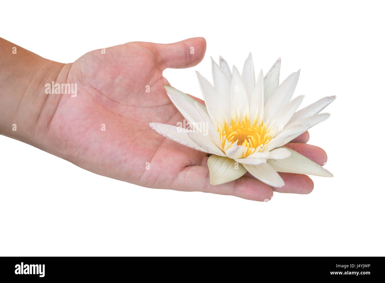 Hand holding lotus flower hi-res stock photography and images - Alamy