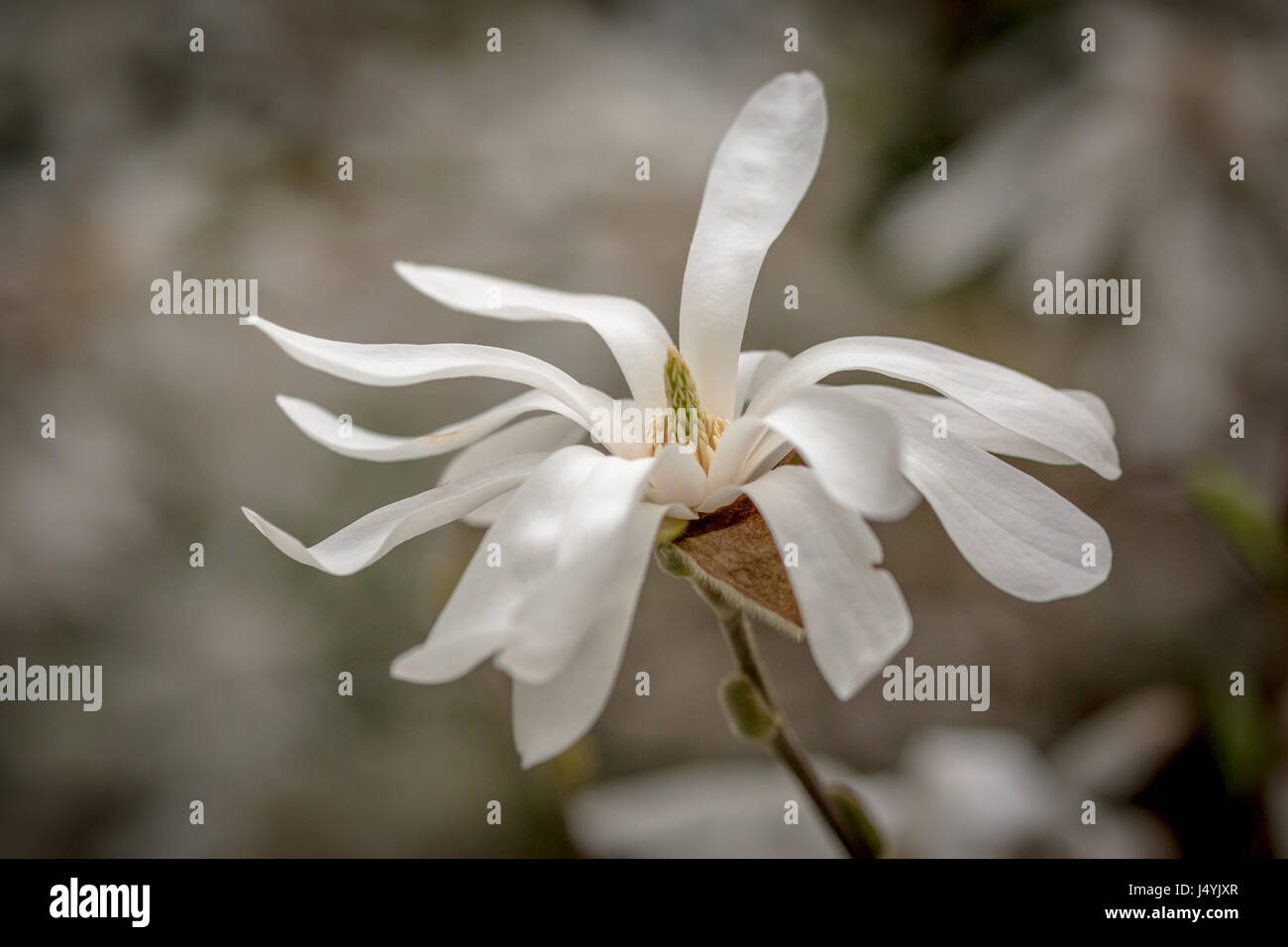Close up of a single Magnolia Stellata flower Stock Photo - Alamy