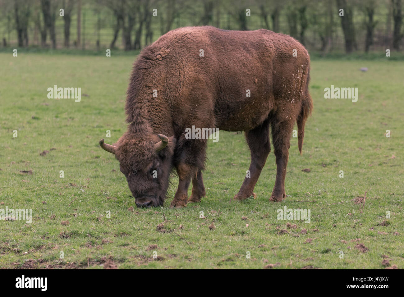 Zoo european bison hi-res stock photography and images - Alamy