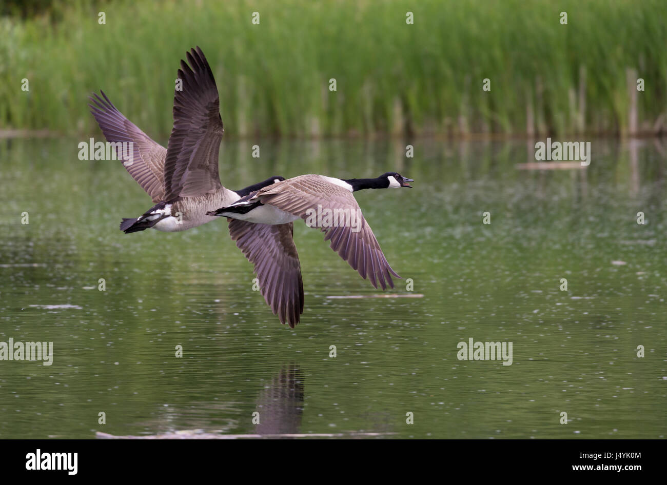 A pair of Canada Geese (Branta canadensis) in flight over river Stock ...