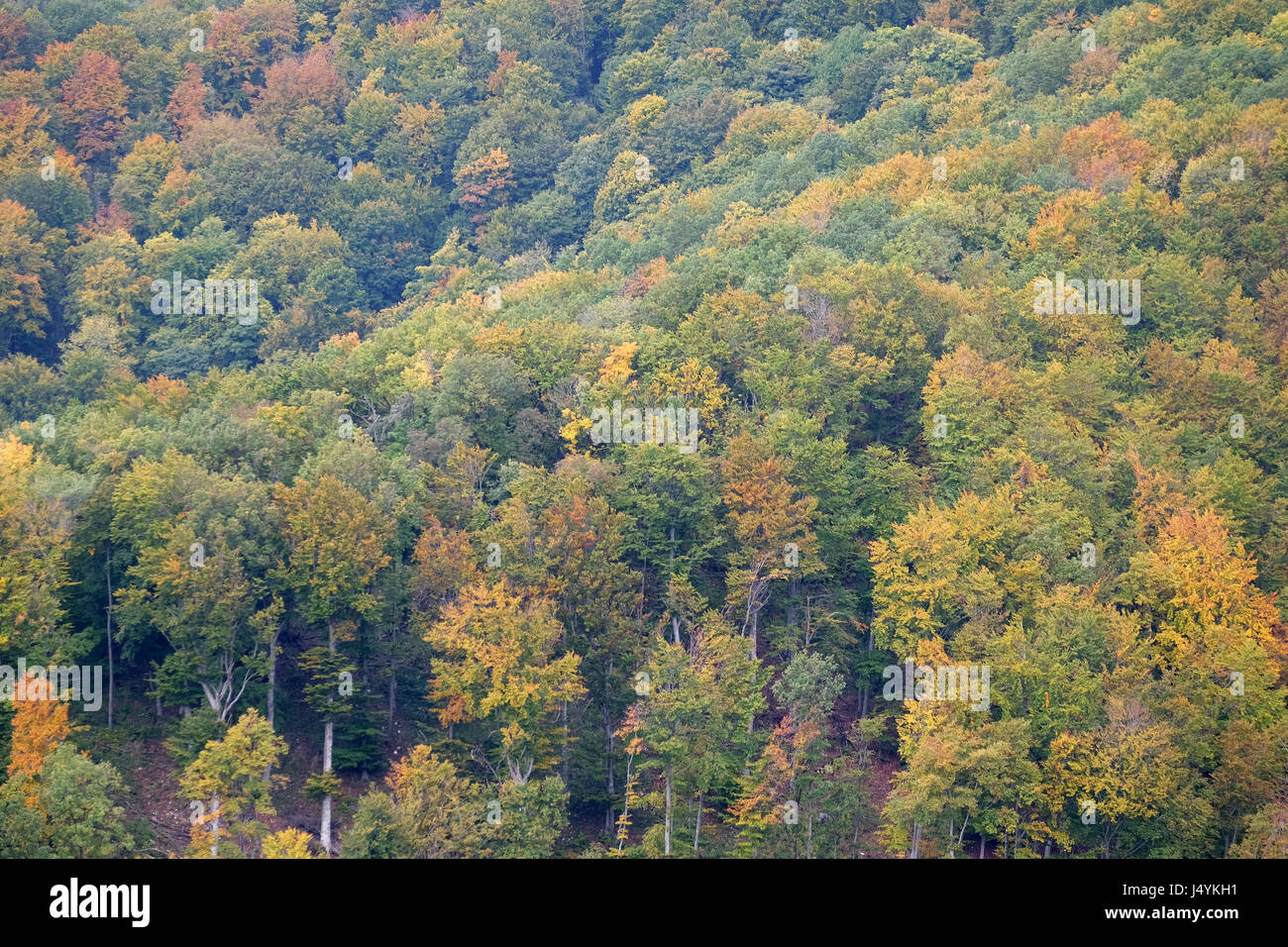 Flourishing forest hi-res stock photography and images - Alamy