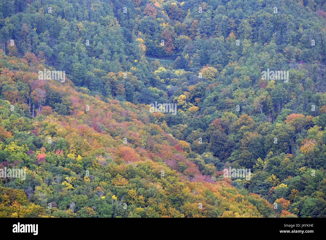 Flourishing forest hi-res stock photography and images - Alamy