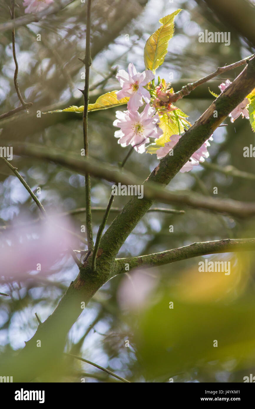 Cherry blossom through tangled branches Stock Photo - Alamy