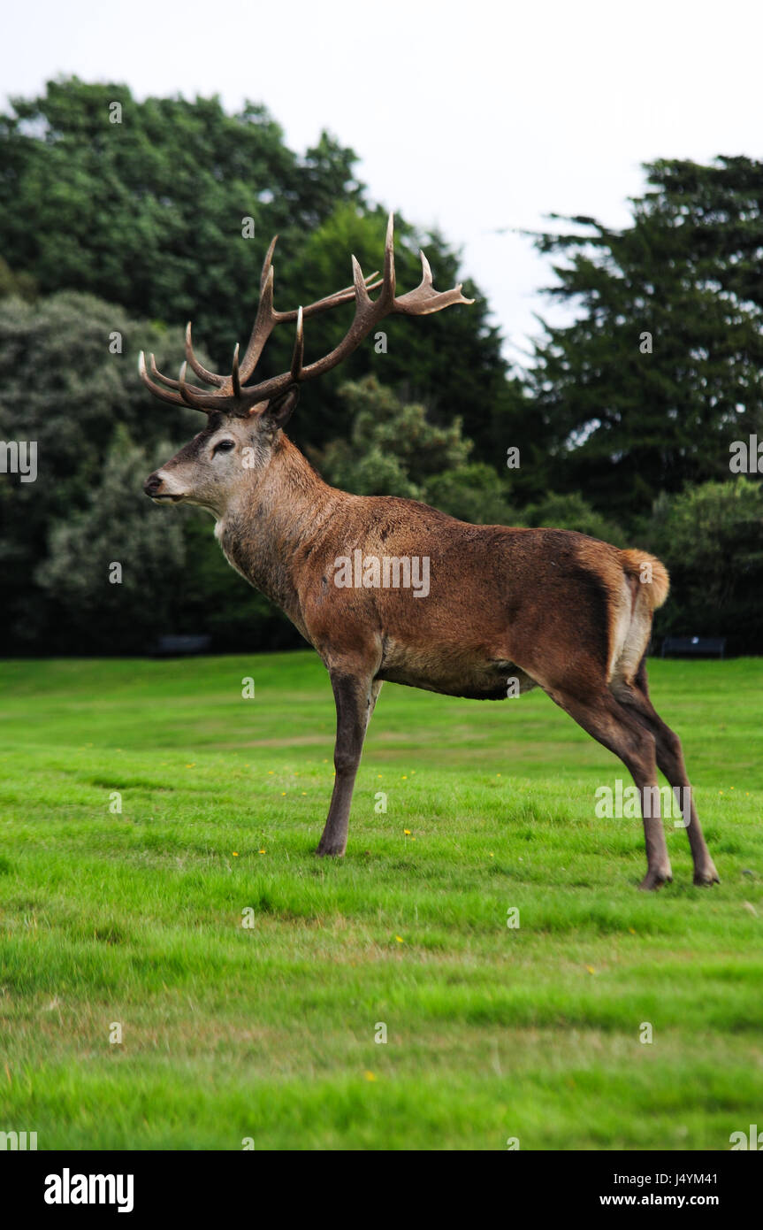 Stag Deer at Wollaton Deer Park, Nottingham, UK Stock Photo - Alamy