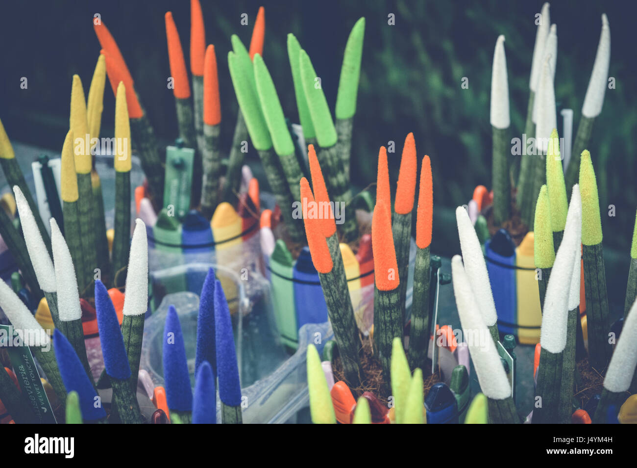 colorful plants background Stock Photo - Alamy