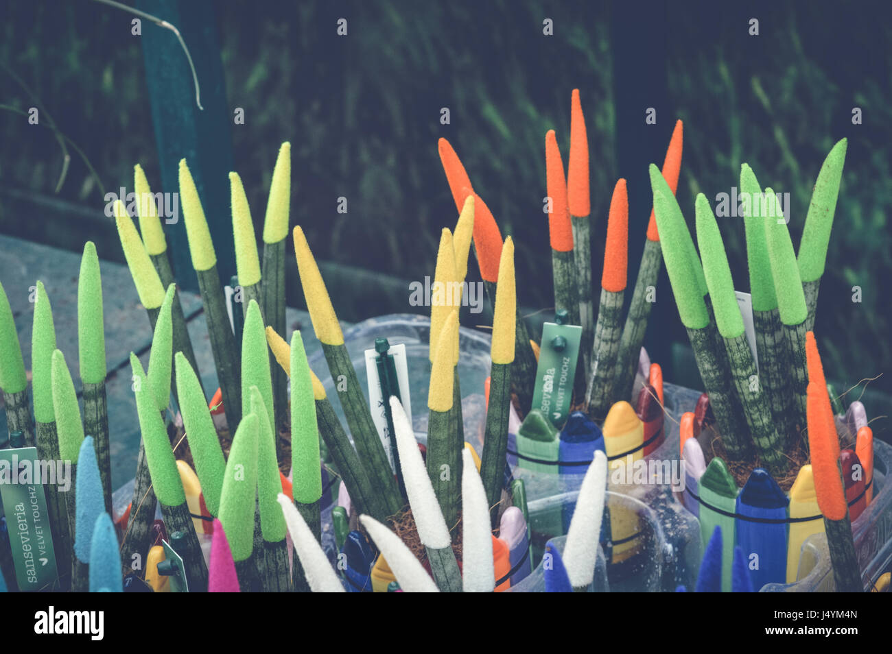 colorful plants background Stock Photo - Alamy