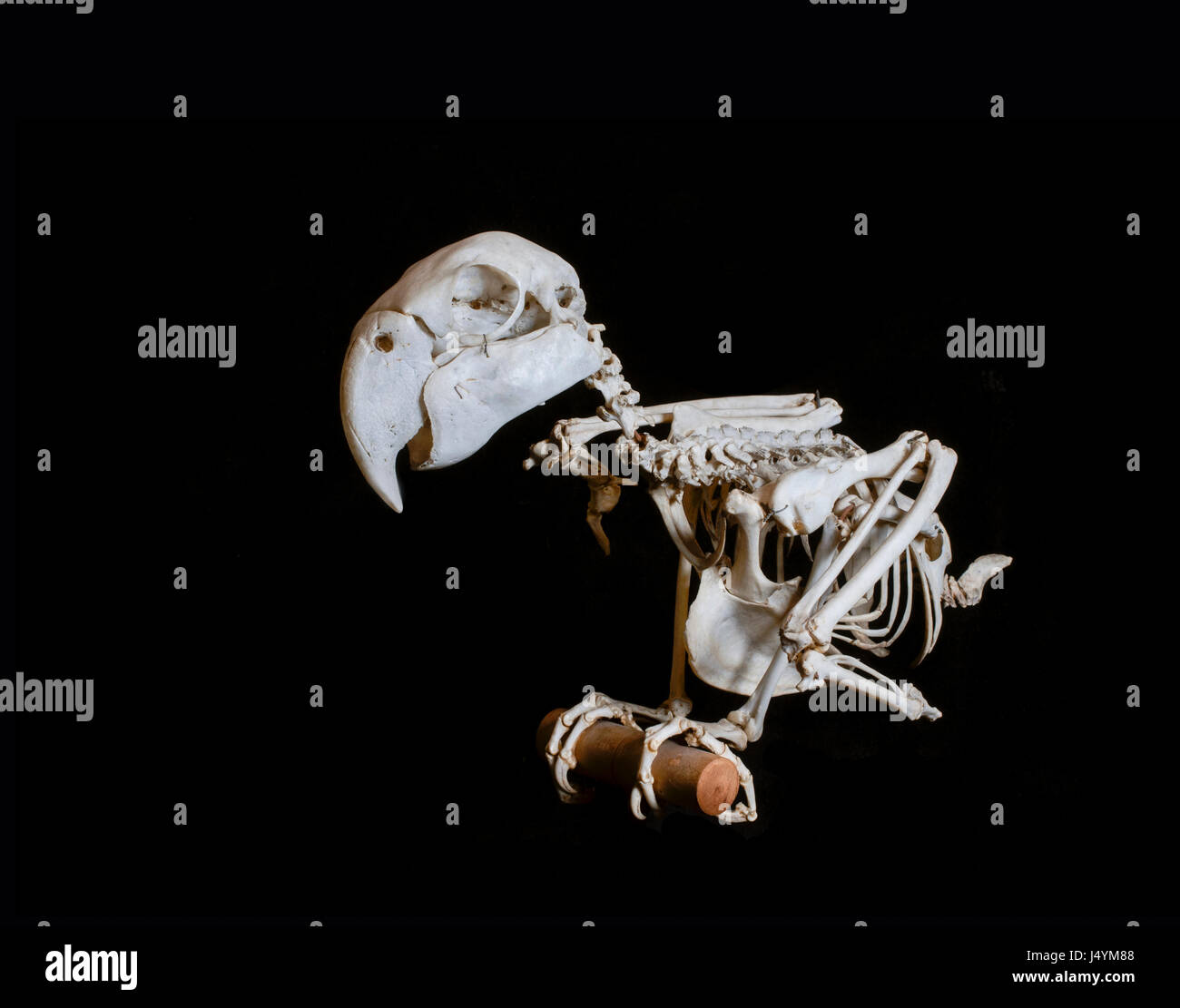Bird skeleton hi-res stock photography and images - Alamy