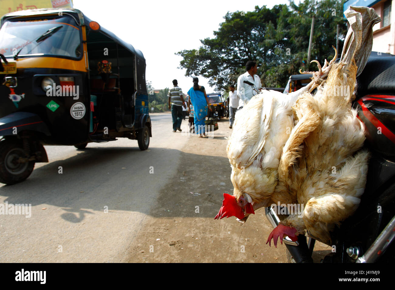Chickens being carried on a motorbike, Mysore, Karnataka, India Stock ...