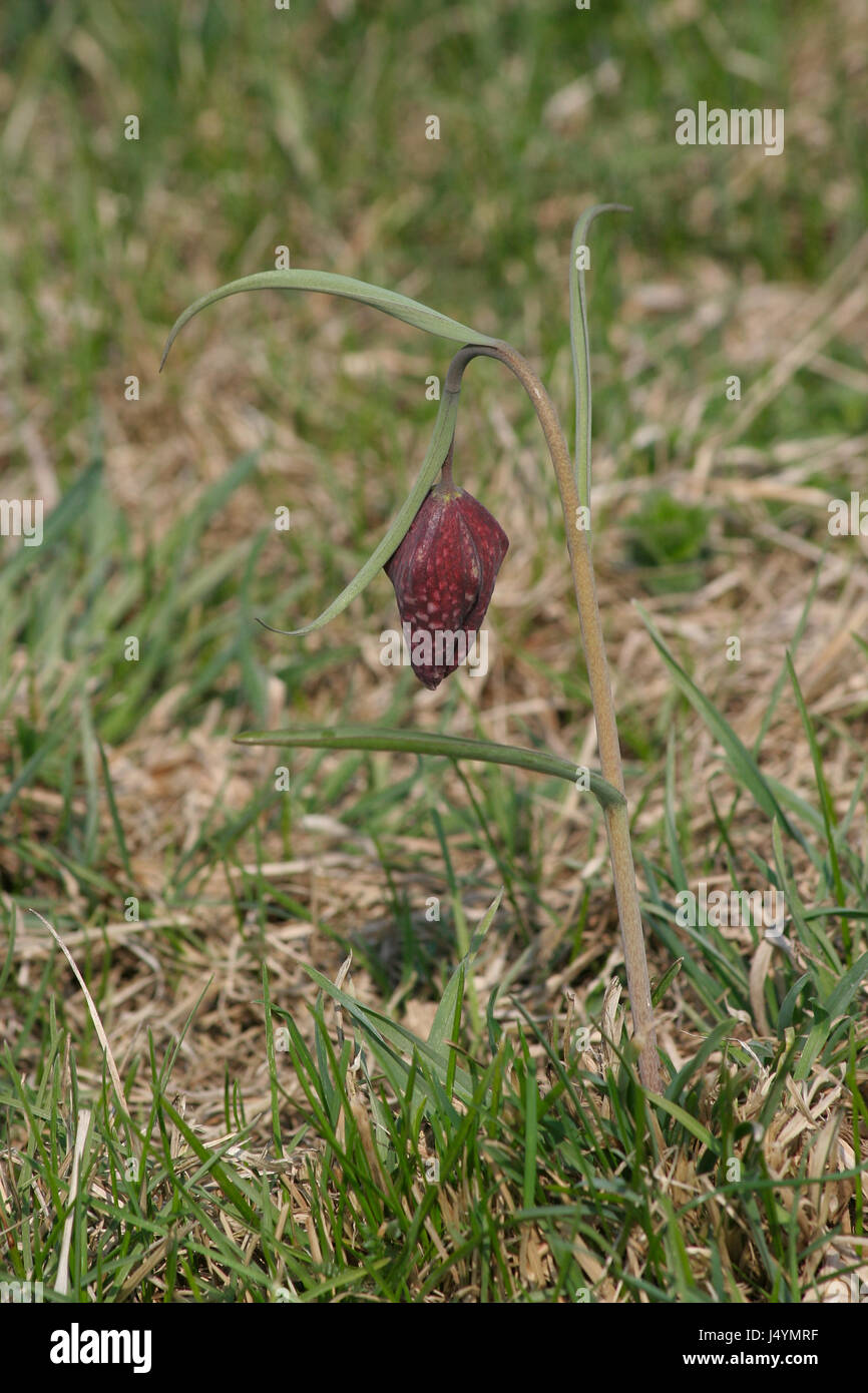 Chess flower (Fritillaria meleagris) in Biebrza marshes Stock Photo - Alamy