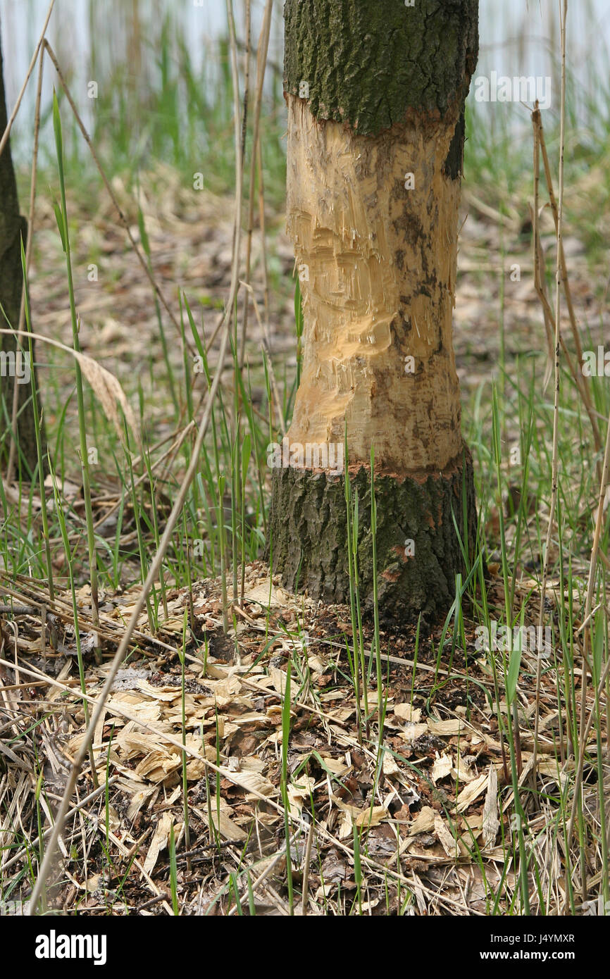 Beaver bite marks hi-res stock photography and images - Alamy