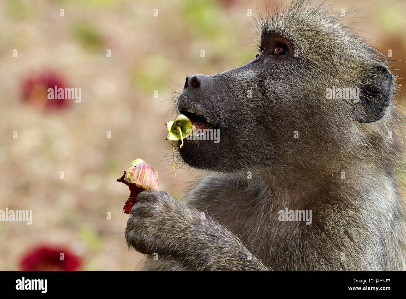 Baboon head hi-res stock photography and images - Alamy