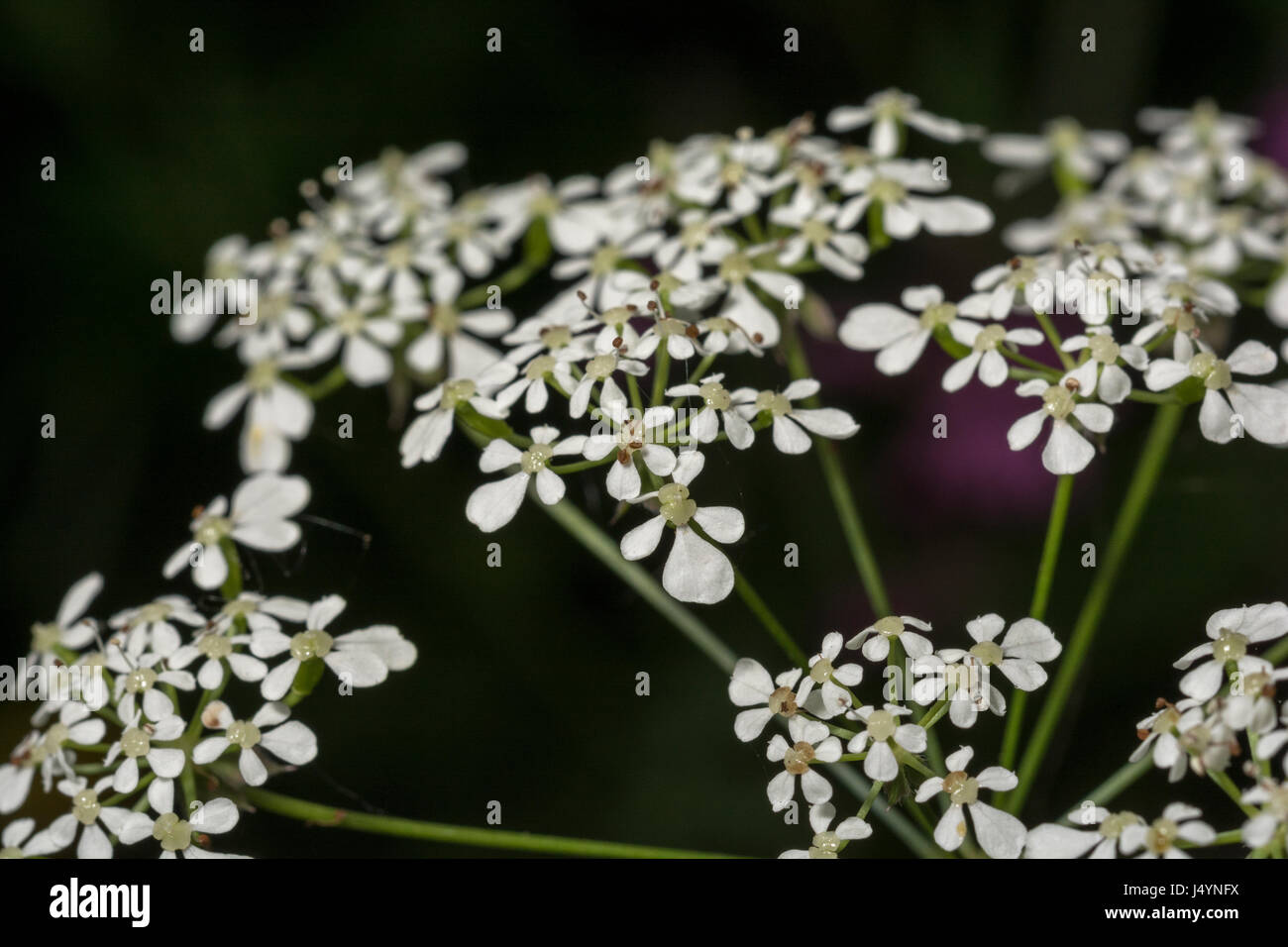 Umbelliferous white flowers of Cow Parsley / Anthriscus sylvestris ...
