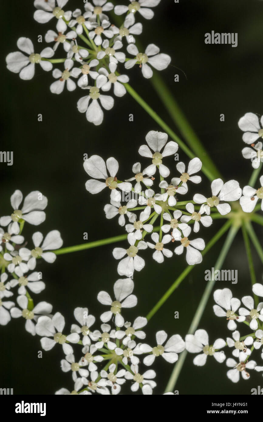 Umbelliferous white flowers of Cow Parsley / Anthriscus sylvestris ...