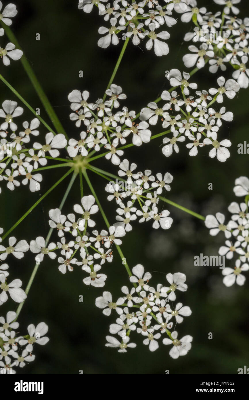 Umbelliferous white flowers of Cow Parsley / Anthriscus sylvestris ...