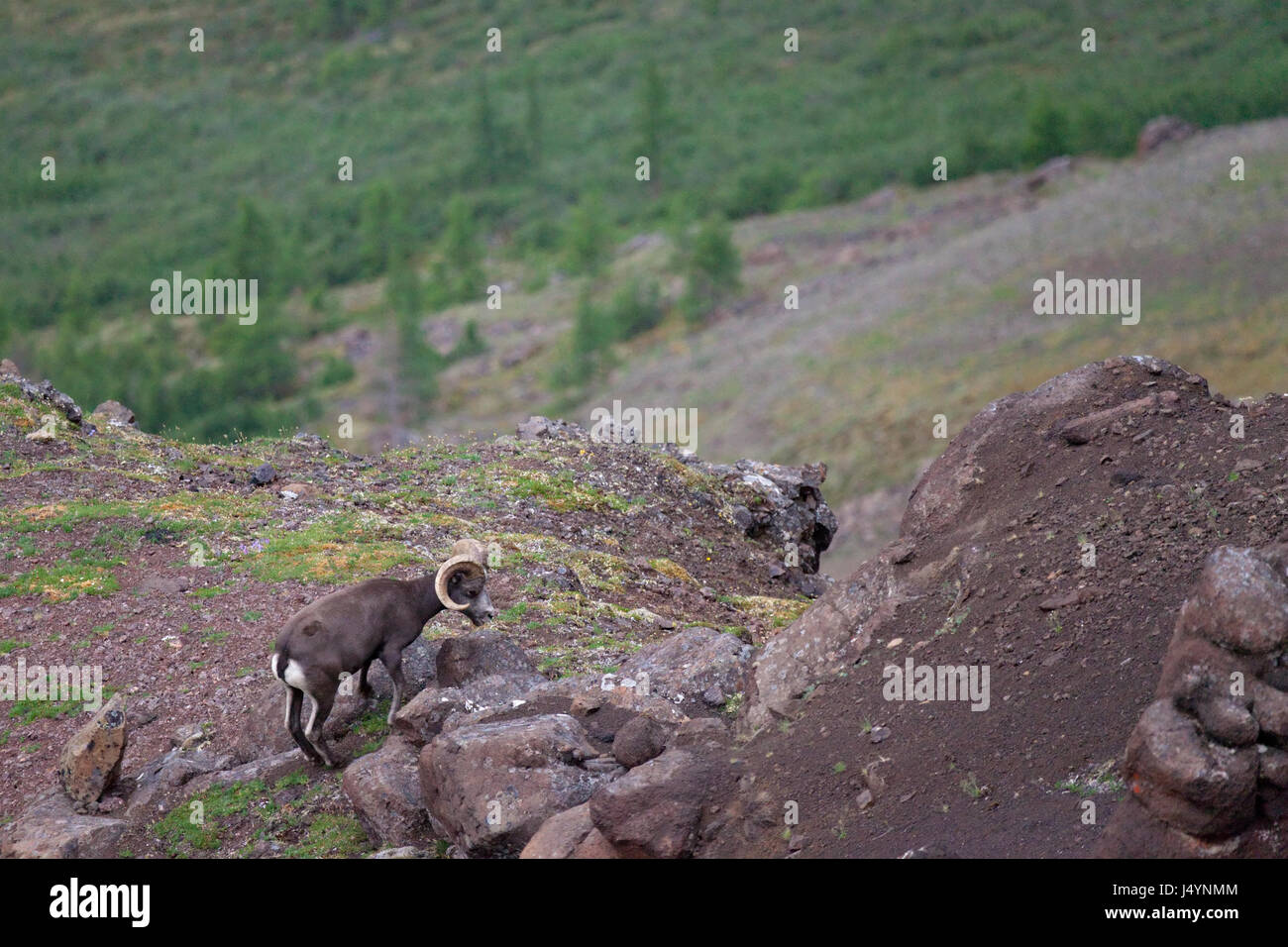 Putorana snow ram (Putorana big horn ram). Dyolochi river. Endemic ...