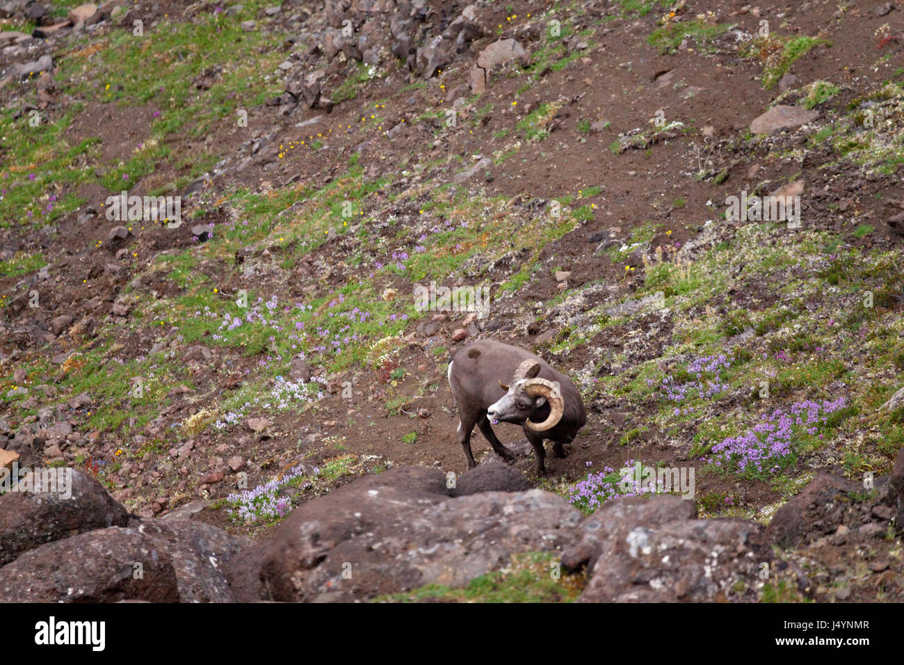 Putorana snow ram (Putorana big horn ram). Dyolochi river. Endemic ...