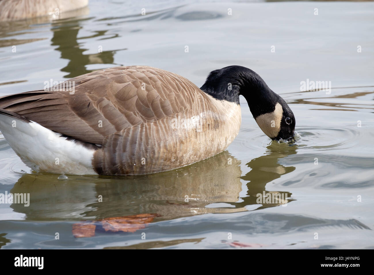 Canada goose eating hi-res stock photography and images - Alamy