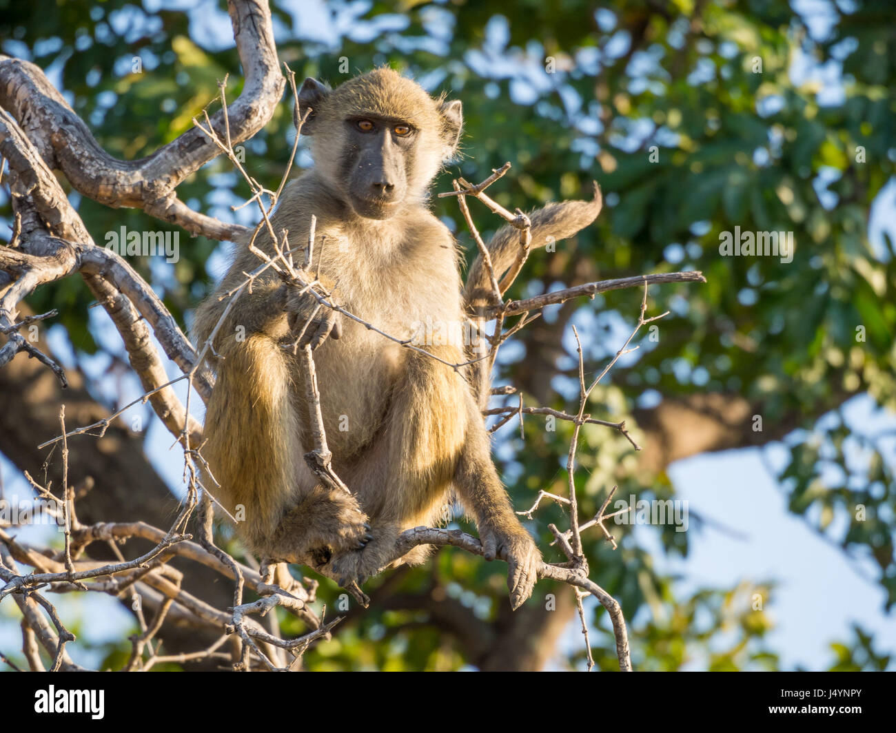 Portrait of young African savannah baboon sitting in branch of a tree ...