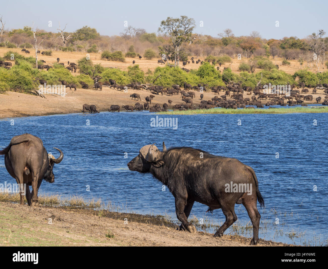 Water buffalos hi-res stock photography and images - Alamy