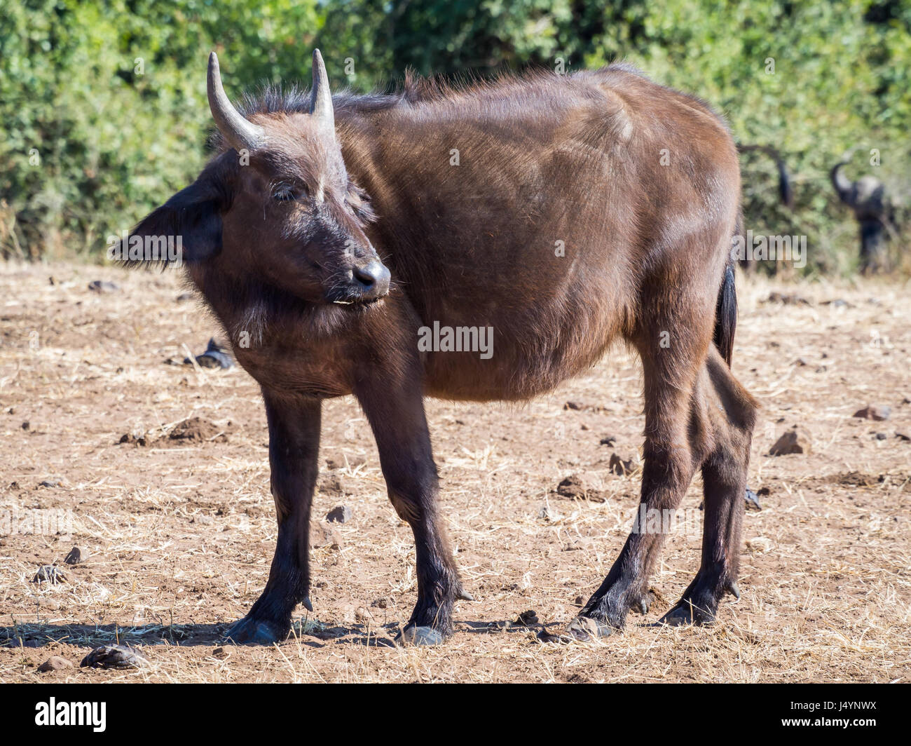 Portrait of young African water buffalo with brown hair and small horns ...