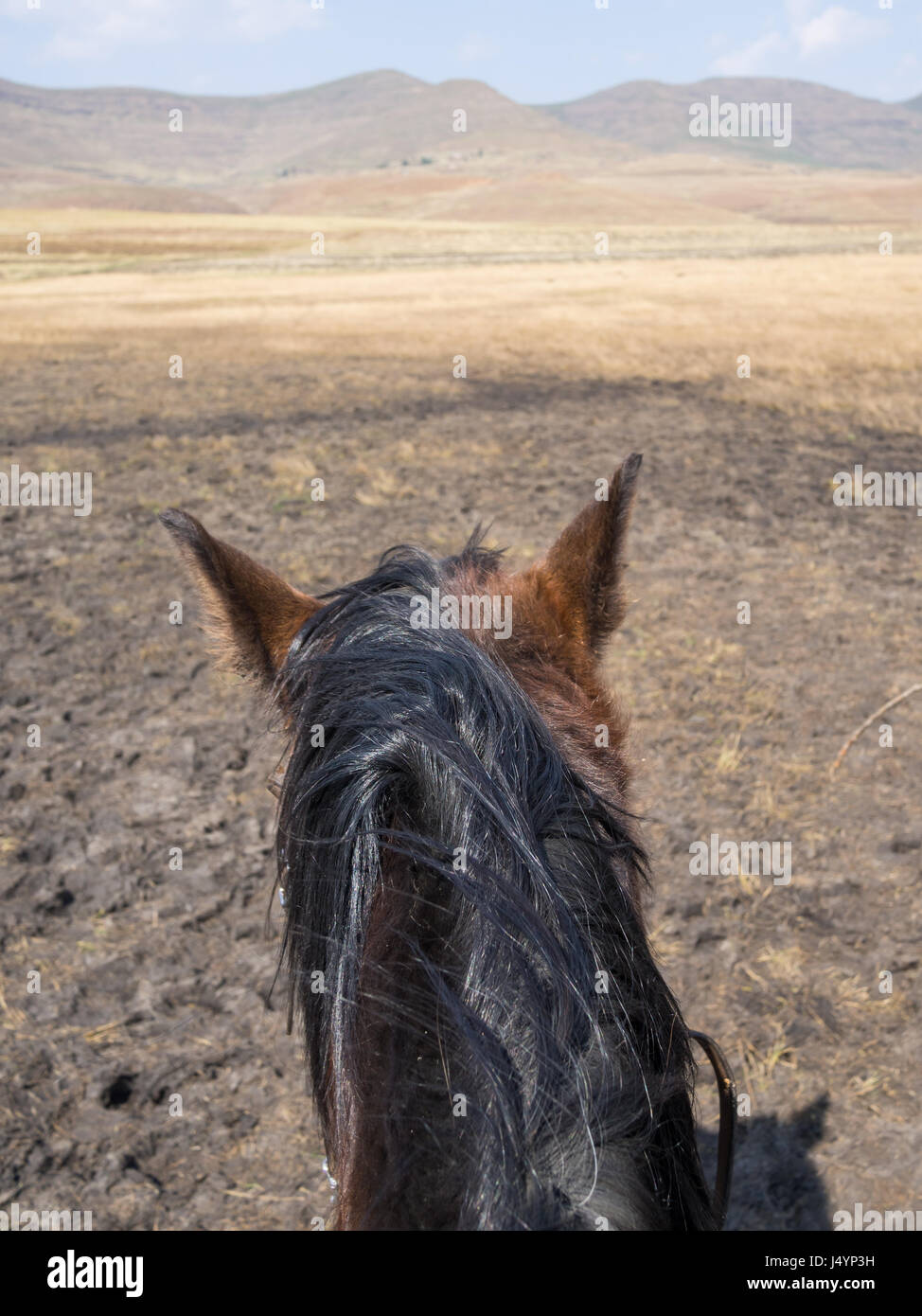 Point of view shot of a basuto pony head from a horse riders ...