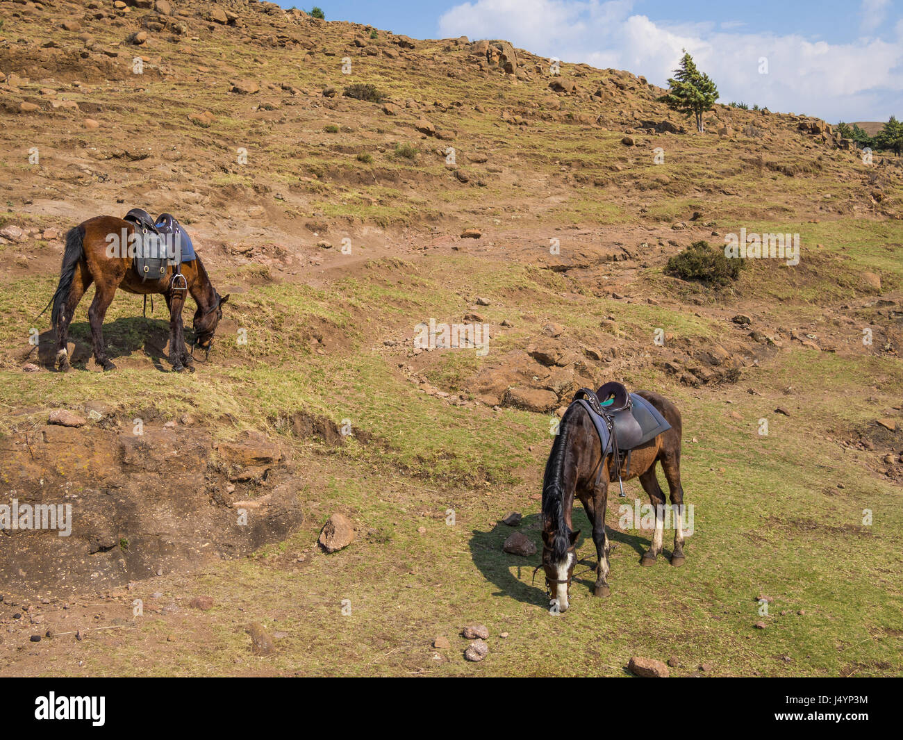 Highland pony horse hi-res stock photography and images - Alamy