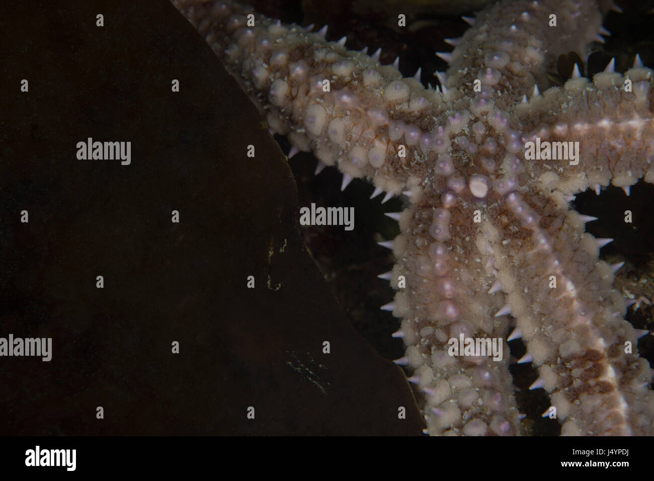 Spiny sea star hi-res stock photography and images - Alamy