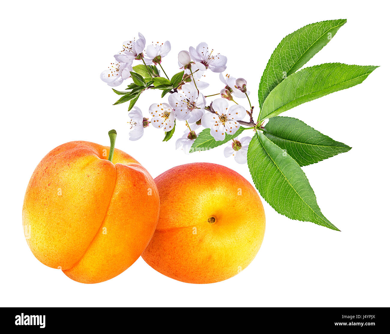 Apricot and apricot flower on white background (isolated Stock Photo ...