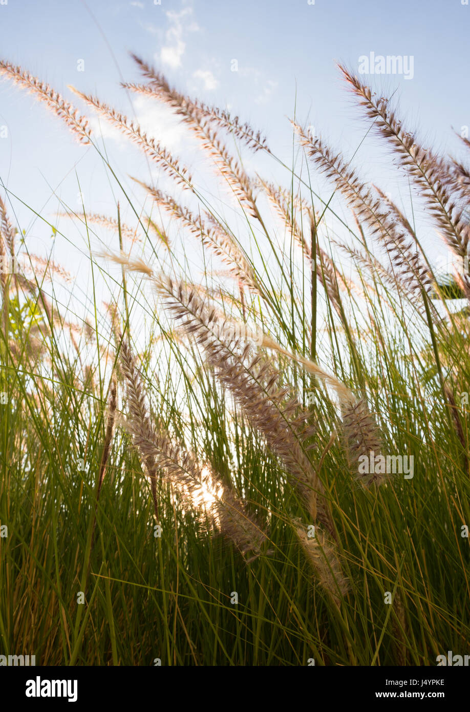 Waving grass hi-res stock photography and images - Alamy