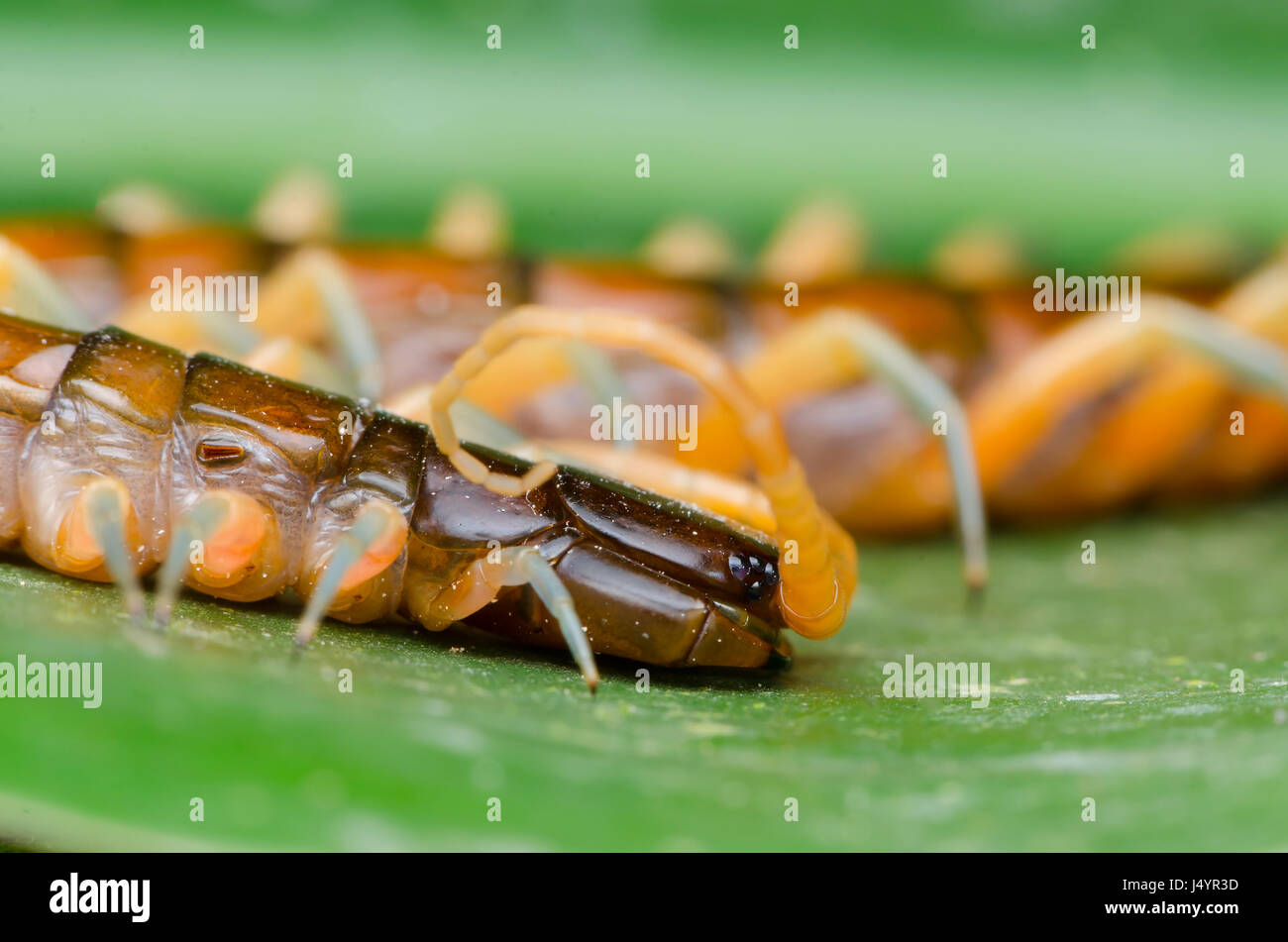Microhabitat hi-res stock photography and images - Alamy
