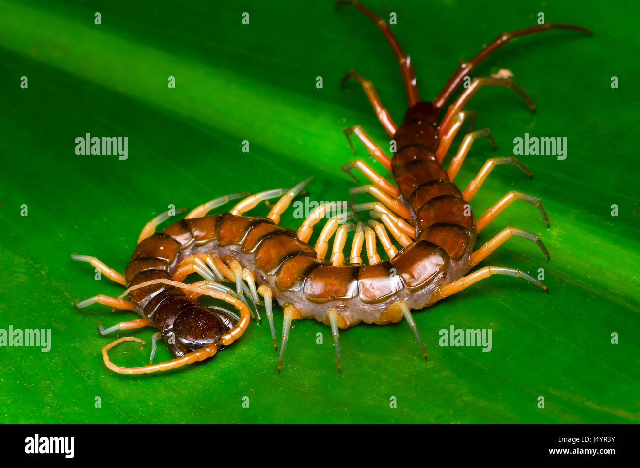 Centipedes of malaysia hi-res stock photography and images - Alamy