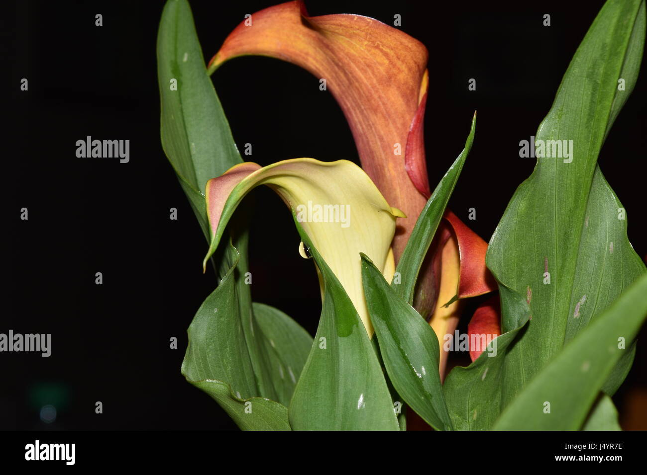 Red flowers calla lilies hi-res stock photography and images - Alamy