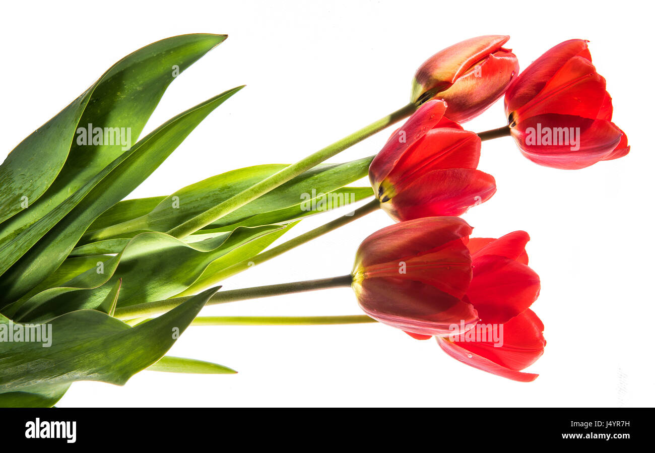 Set of five red color tulips isolated on white background Stock Photo ...