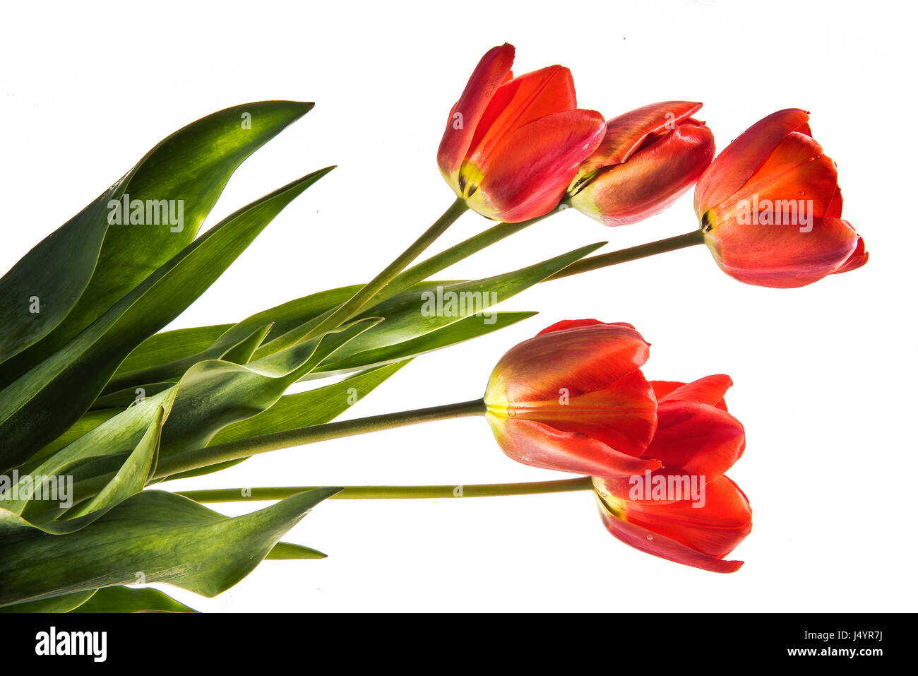 Set of five red color tulips isolated on white background Stock Photo ...