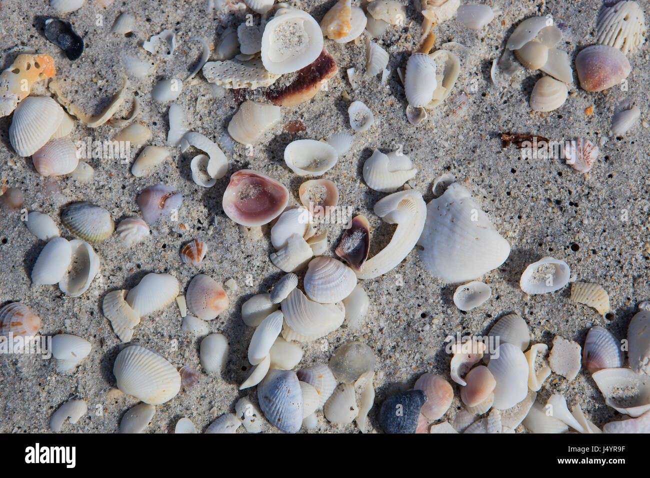 Background of shells and sand Stock Photo - Alamy