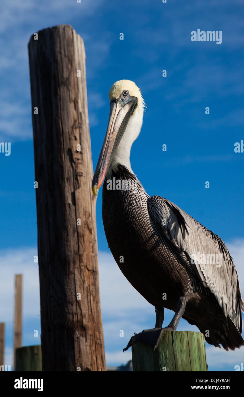 Pelican on piling hi-res stock photography and images - Alamy
