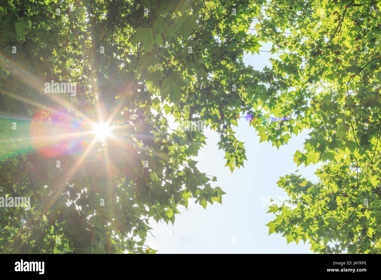 The sun from the French phoenix tree Gap light glare Stock Photo - Alamy