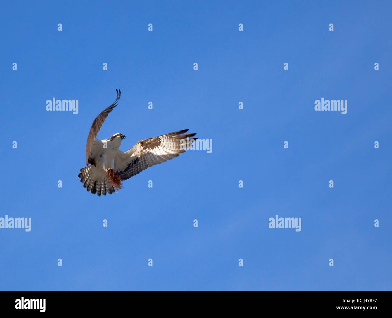 Conductors pose hi-res stock photography and images - Alamy