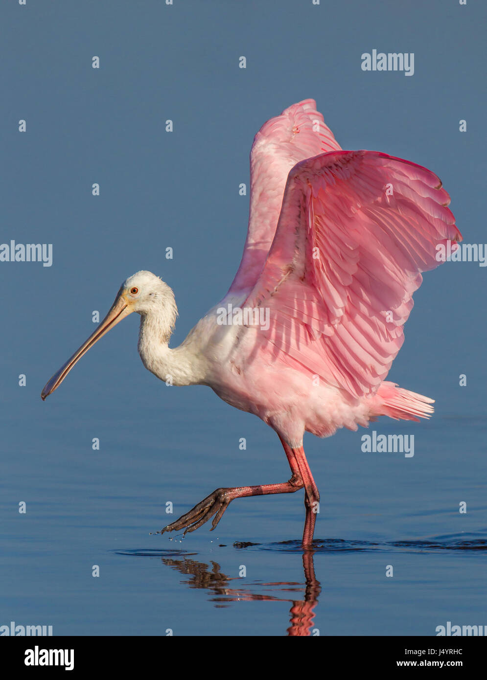 Pink spoonbill hi-res stock photography and images - Alamy