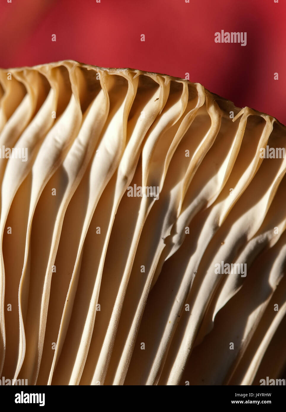 Underside gills hi-res stock photography and images - Alamy