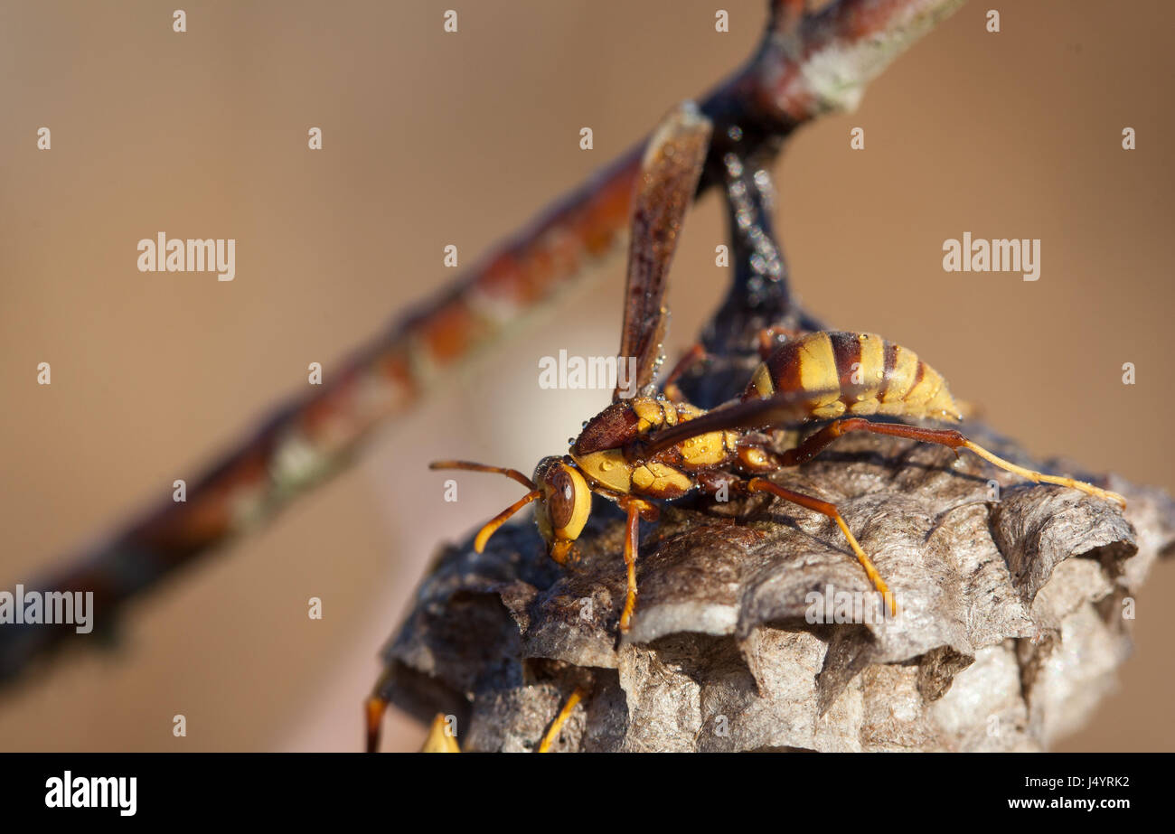 Yellow and brown hornet stands on top of next Stock Photo - Alamy